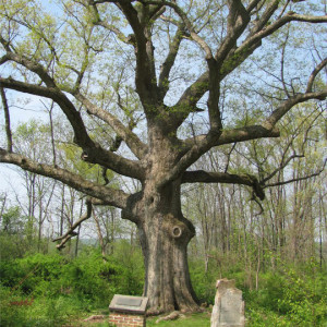 The Sacred Oak of Oley Valley | Judd Builders